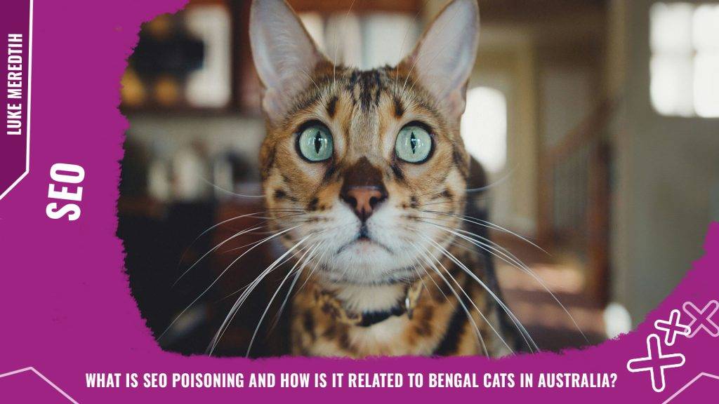 What is SEO poisoning and how is it related to Bengal cats in Australia ...
